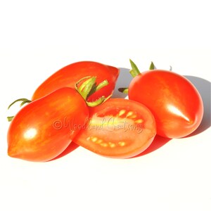 Laura Micro Dwarf Tomato Seeds: Sweet Red Tear-drop Tomatoes - Etsy