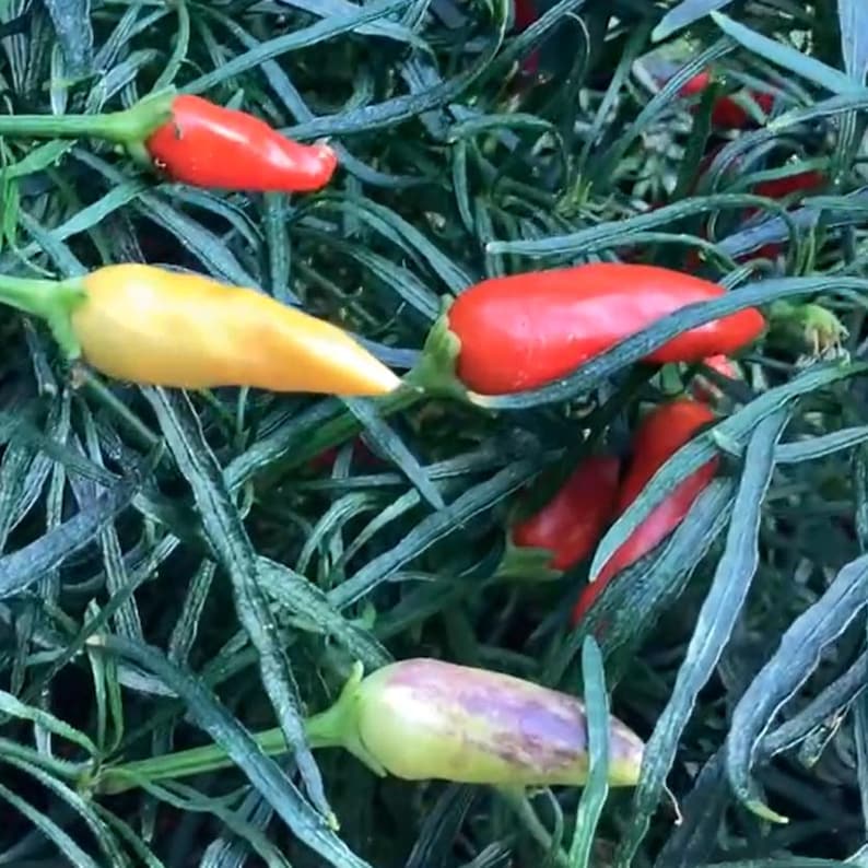 Candlelight Mutant Pepper Seeds - Micro Dwarf Pepper - Rare Ornamental ...