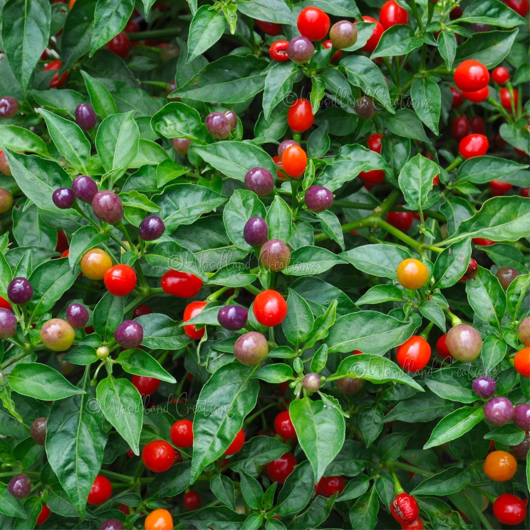 Red Aji Charapita Pepper Seeds: Rare Tropical Hot Pepper - Etsy