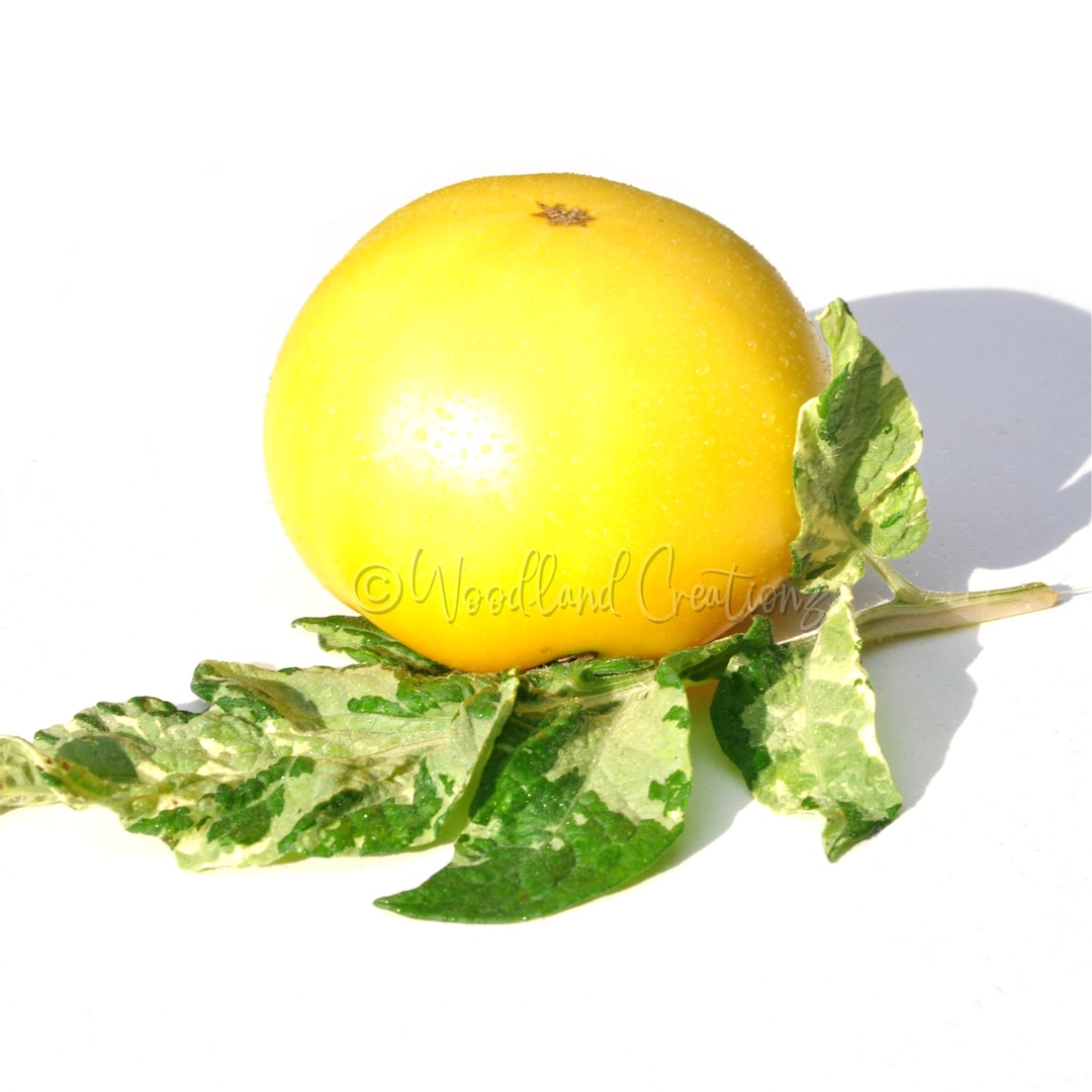 Elsie's Fancy Tomato - Variegated Leaves - Variegated Tomato - Dwarf ...