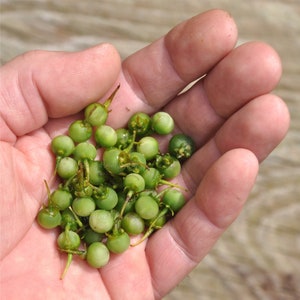 Greenberry Seeds - Rare Fruit - Sweet Berries - Green Fruits - Morelle ...