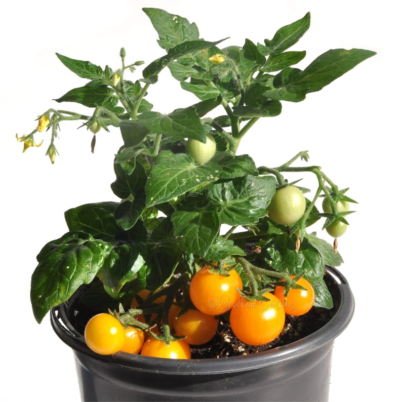 Micro Gemma Tomato Seeds: Dwarf Aerogarden Plant - Etsy