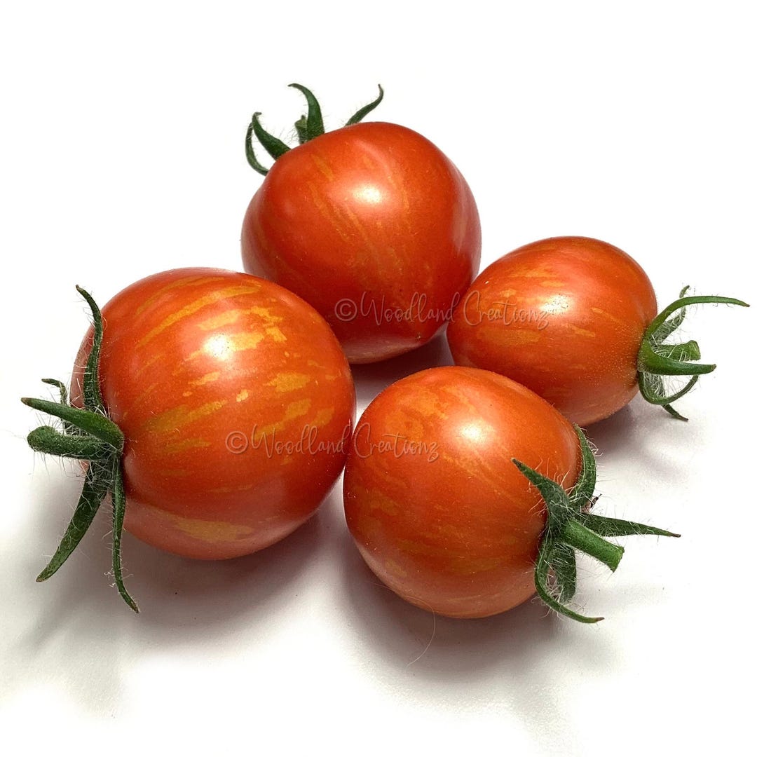 Pixie Striped Micro Dwarf Tomato Seeds: Sweet Red Cherry - Etsy