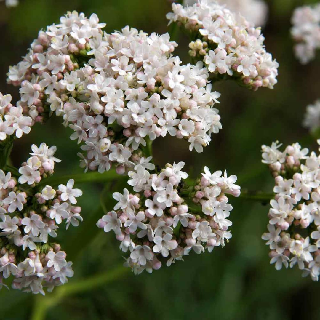 Valerian Seeds (100+) - Valeriana Officinalis - Medicinal Herb Seeds ...