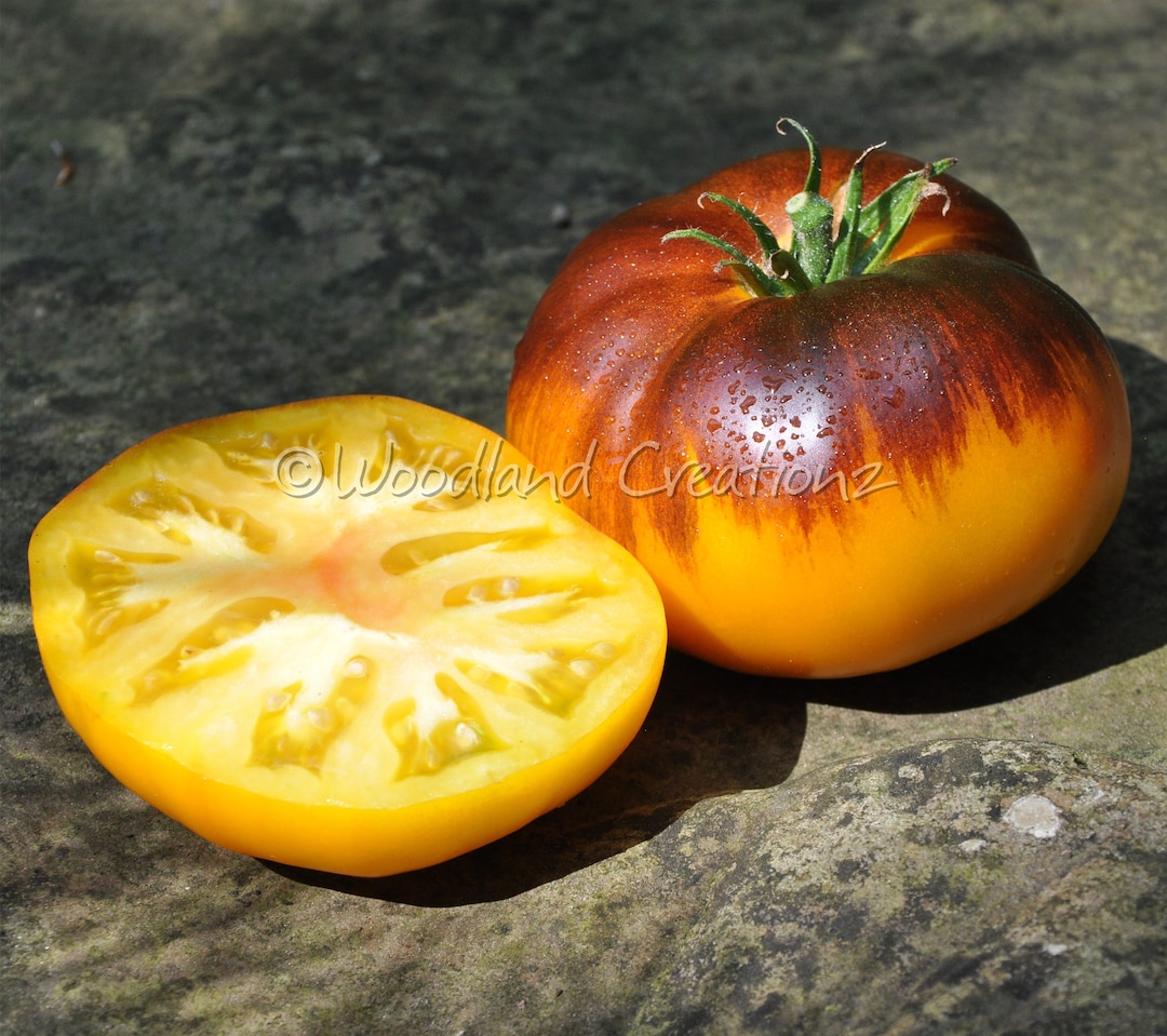 Wolverine Tomato Seeds Yellow Beefsteak Tomato Seeds Heirloom Tomato ...