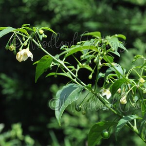 Cold Hardy Pepper Seeds - Frost Tolerant - Wild Perennial Pepper ...
