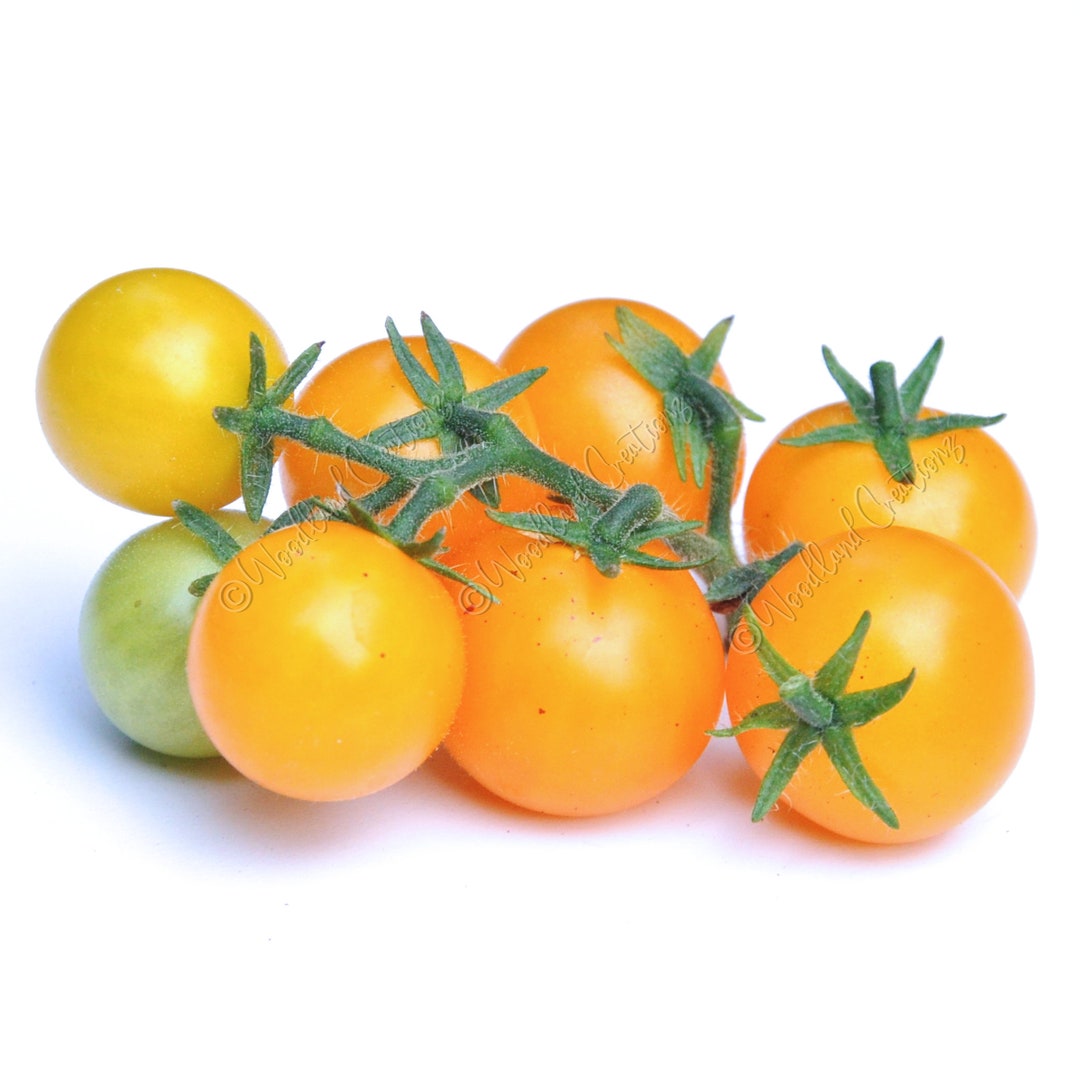 Jochalos Micro Tomato Seeds: Yellow Cherry Dwarf Variety - Etsy