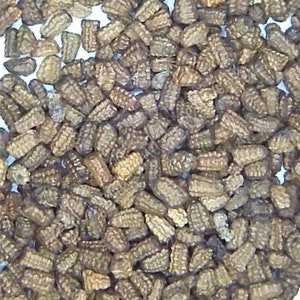 Mullein Seeds - Great Mullein - Native Plant - Verbascum Thapsus - Etsy