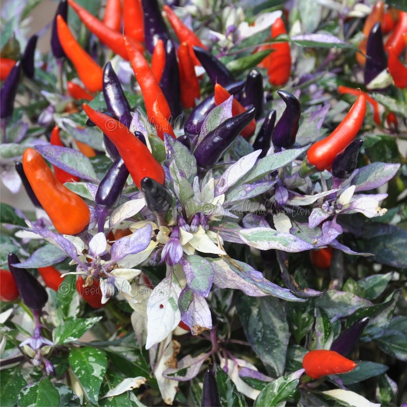 Painted Princess Pepper Seeds - Micro Dwarf Pepper - Variegated Leaves ...