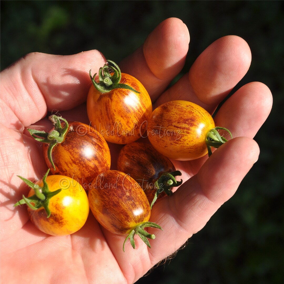 Golden Hour Tomato - Micro Dwarf Tomato Seeds - Sweet Yellow Tomatoes ...