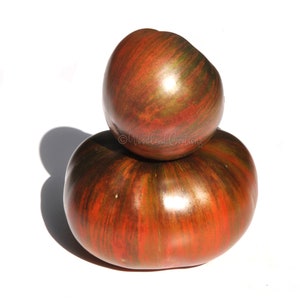 Dipper's Delight Tomato - Dwarf Beefsteak Tomato Seeds - Etsy