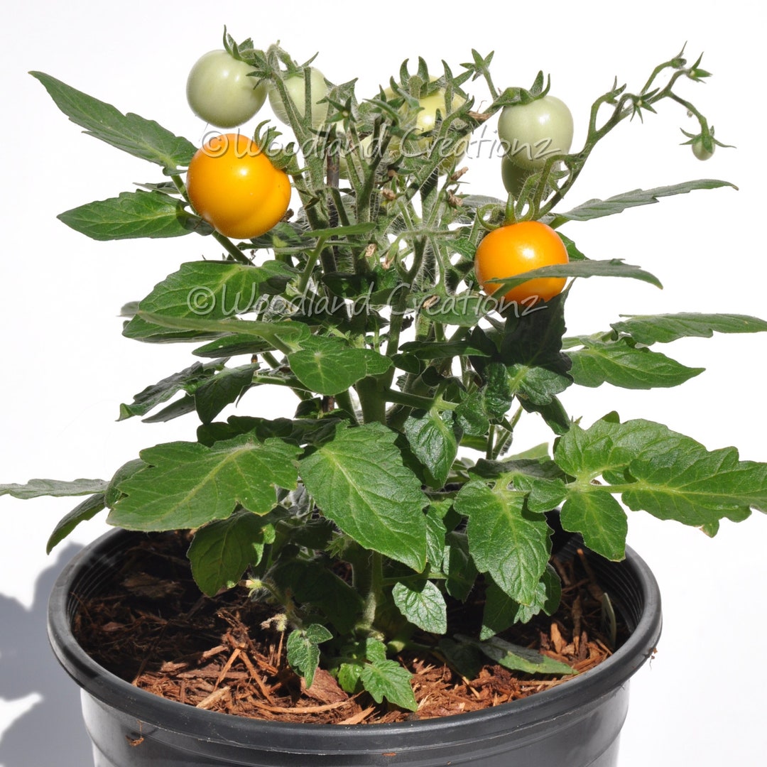 Micro Tom Gold Tomato Seeds: World's Smallest Dwarf Variety - Etsy