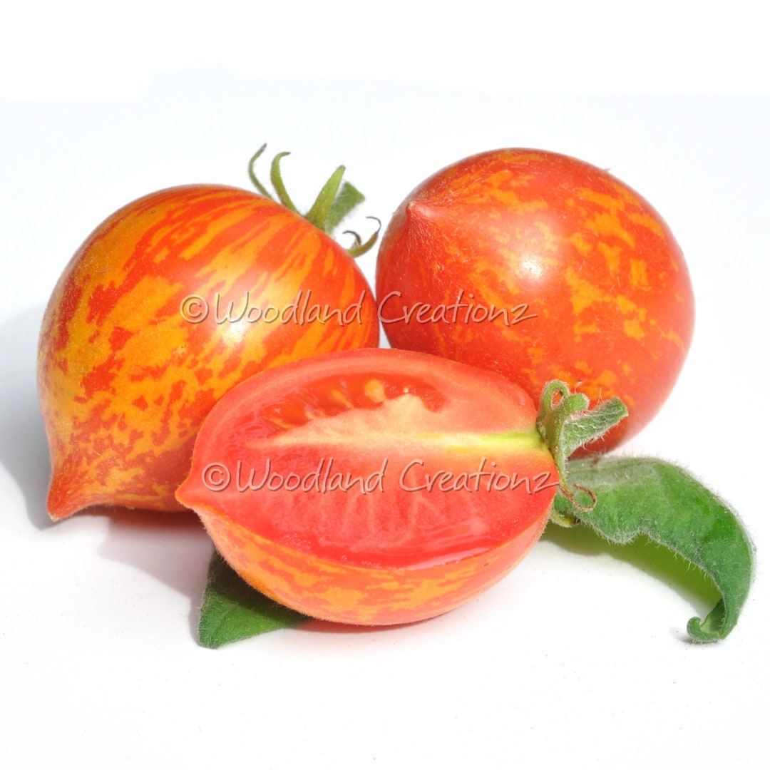 Fuzzy Wuzzy Dwarf Tomato Seeds: Fuzzy Leaf Plants and Fruit - Etsy