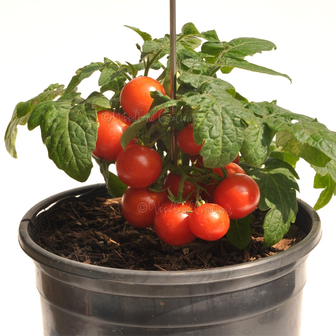 Jip and Janneke Micro Dwarf Tomato Seeds - Red Cherry Variety - Etsy