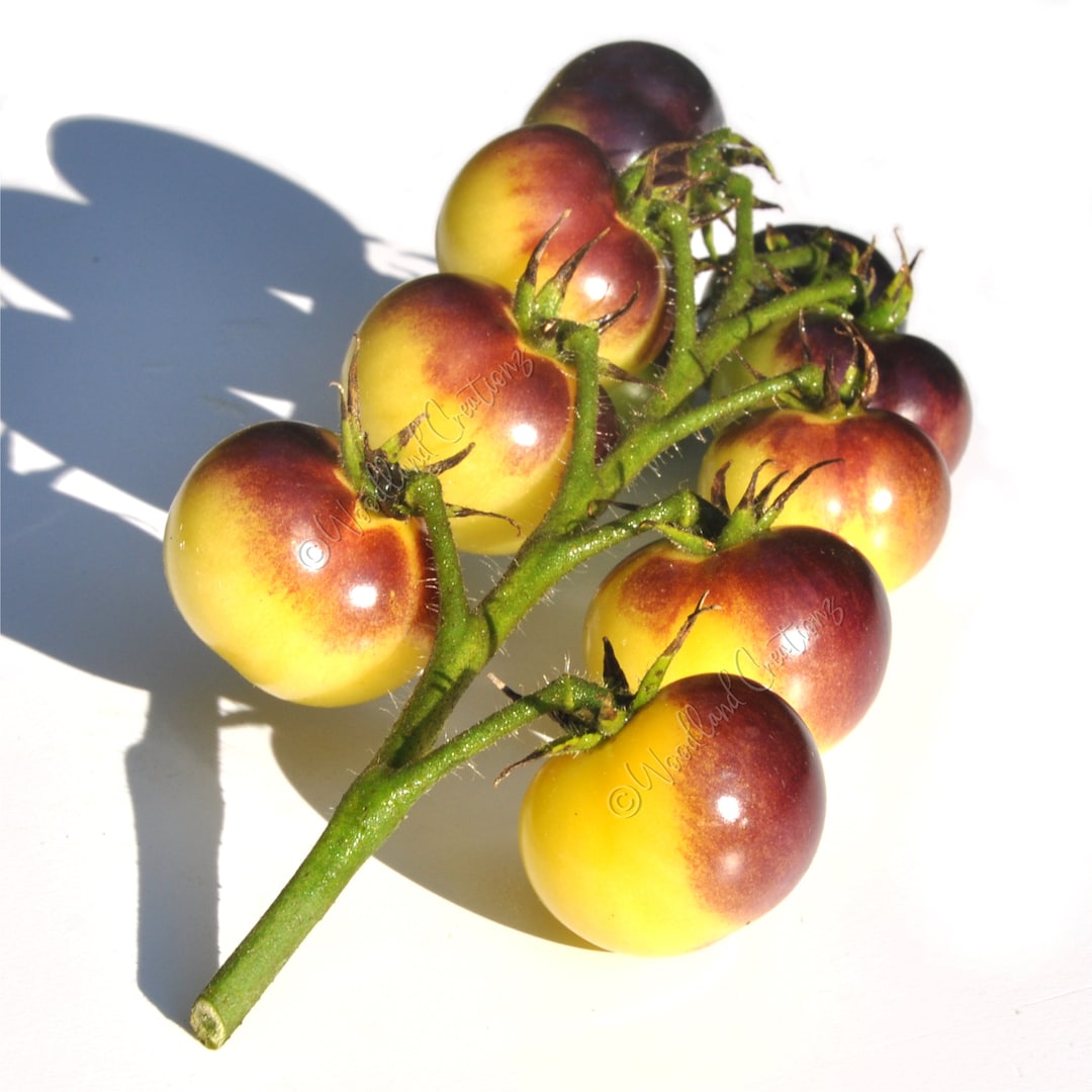 Antho White Cherry Tomato - Cherry Tomato Seeds - Etsy