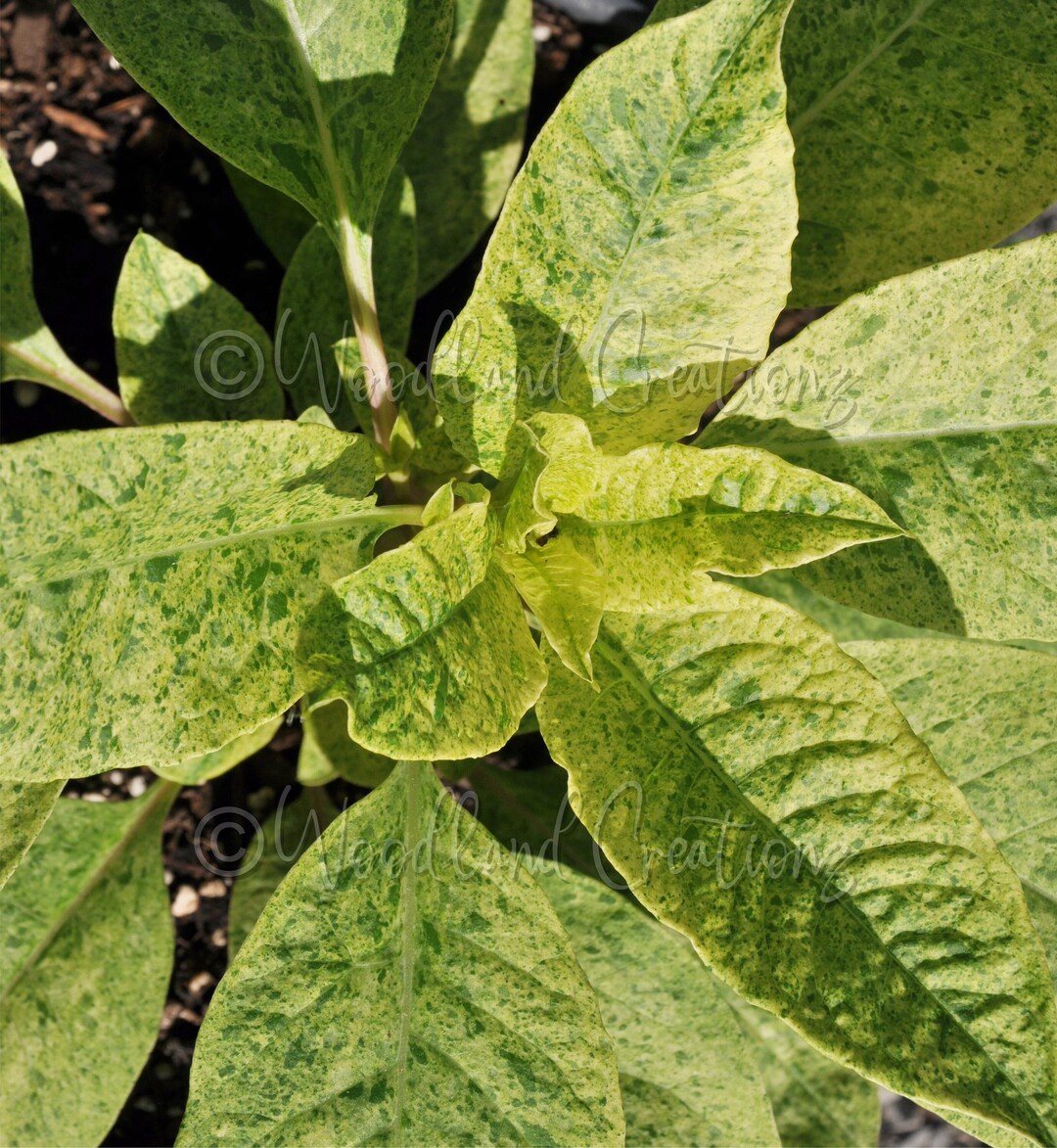 Variegated Poke Seeds: Phytolacca Americana 'silberstein' - Dye Plant ...