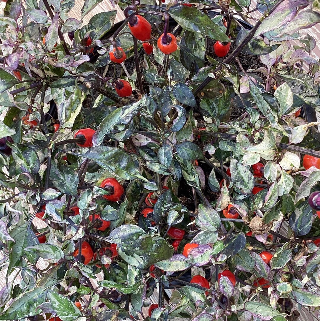 Purple Tiger Pepper Seeds: Variegated Ornamental Hot Chili - Etsy