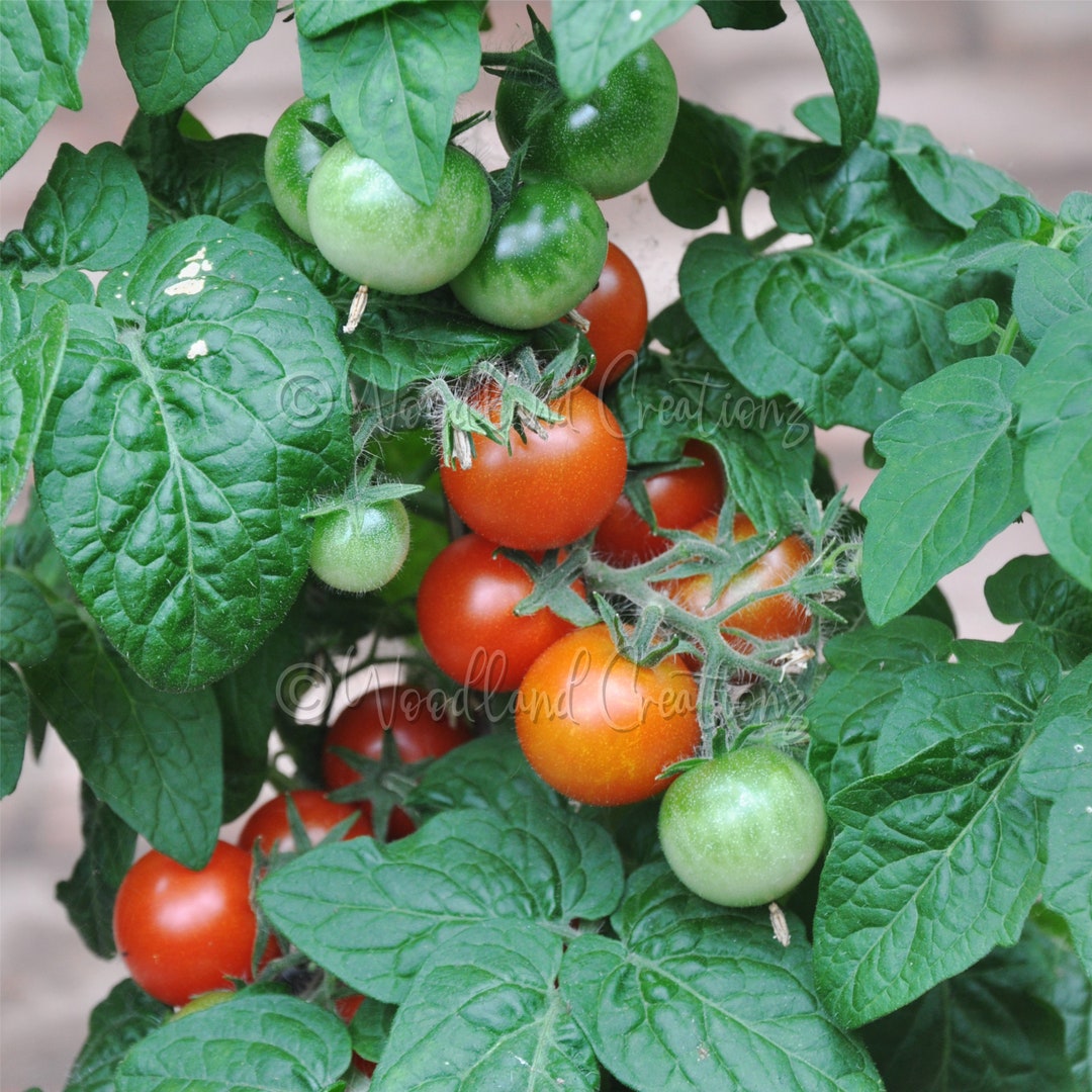 Vilma Tomato Seeds - Micro Dwarf Red Cherry Variety - Etsy