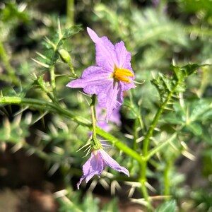 Kantakari Seeds - Medicinal Herb - Kandankathiri - Solanum Virginianum ...