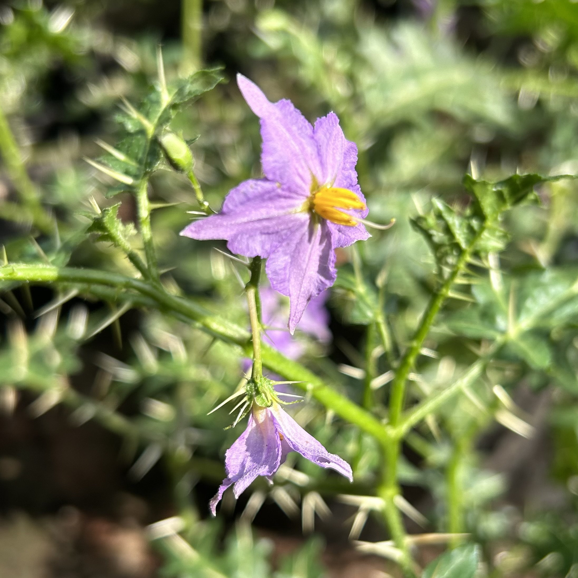 Kantakari Seeds - Medicinal Herb - Kandankathiri - Solanum Virginianum ...