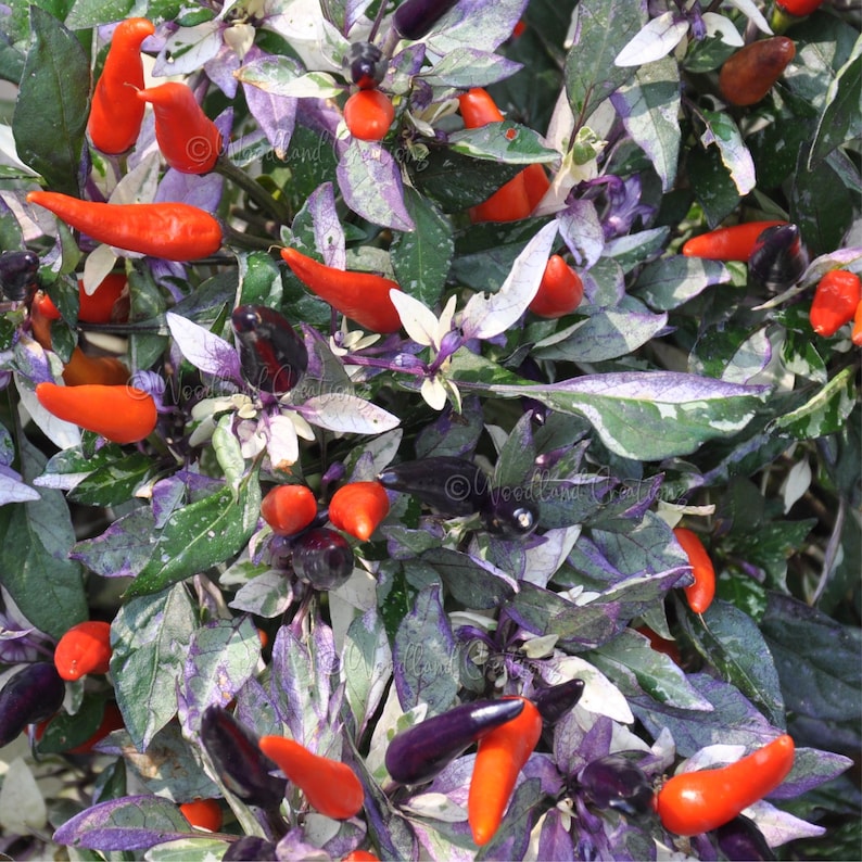 Painted Princess Pepper Seeds - Micro Dwarf Pepper - Variegated Leaves ...