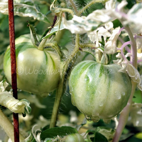 Splash of Cream Variegated Tomato Seeds Variegated Plant - Etsy