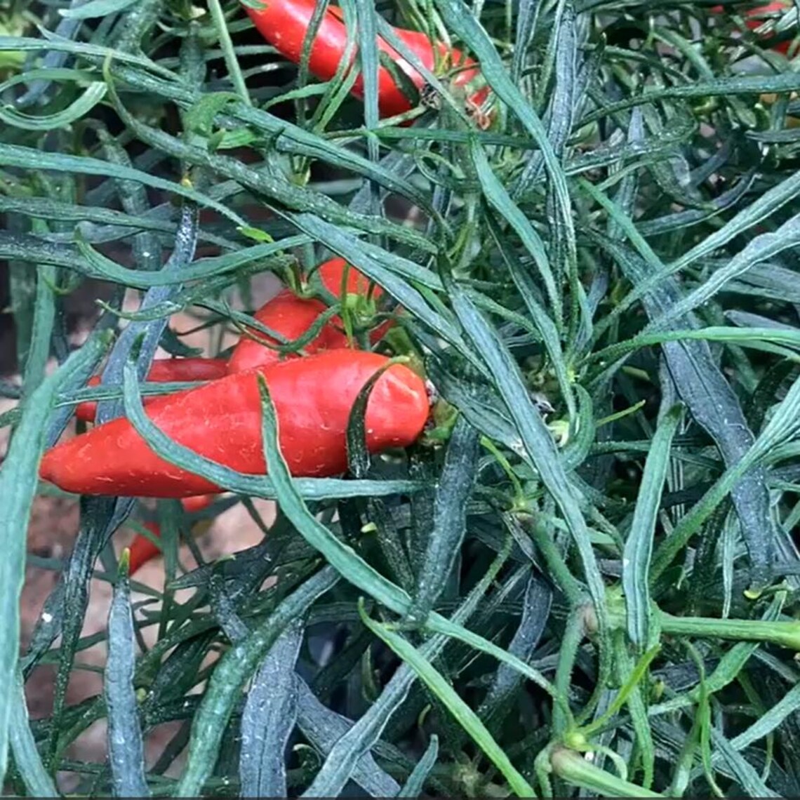 Candlelight Mutant Pepper Seeds - Micro Dwarf Pepper - Rare Ornamental ...