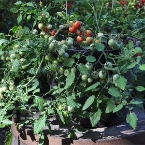 Whipper Snapper Tomato Seeds: Hanging Basket Tomato - Etsy