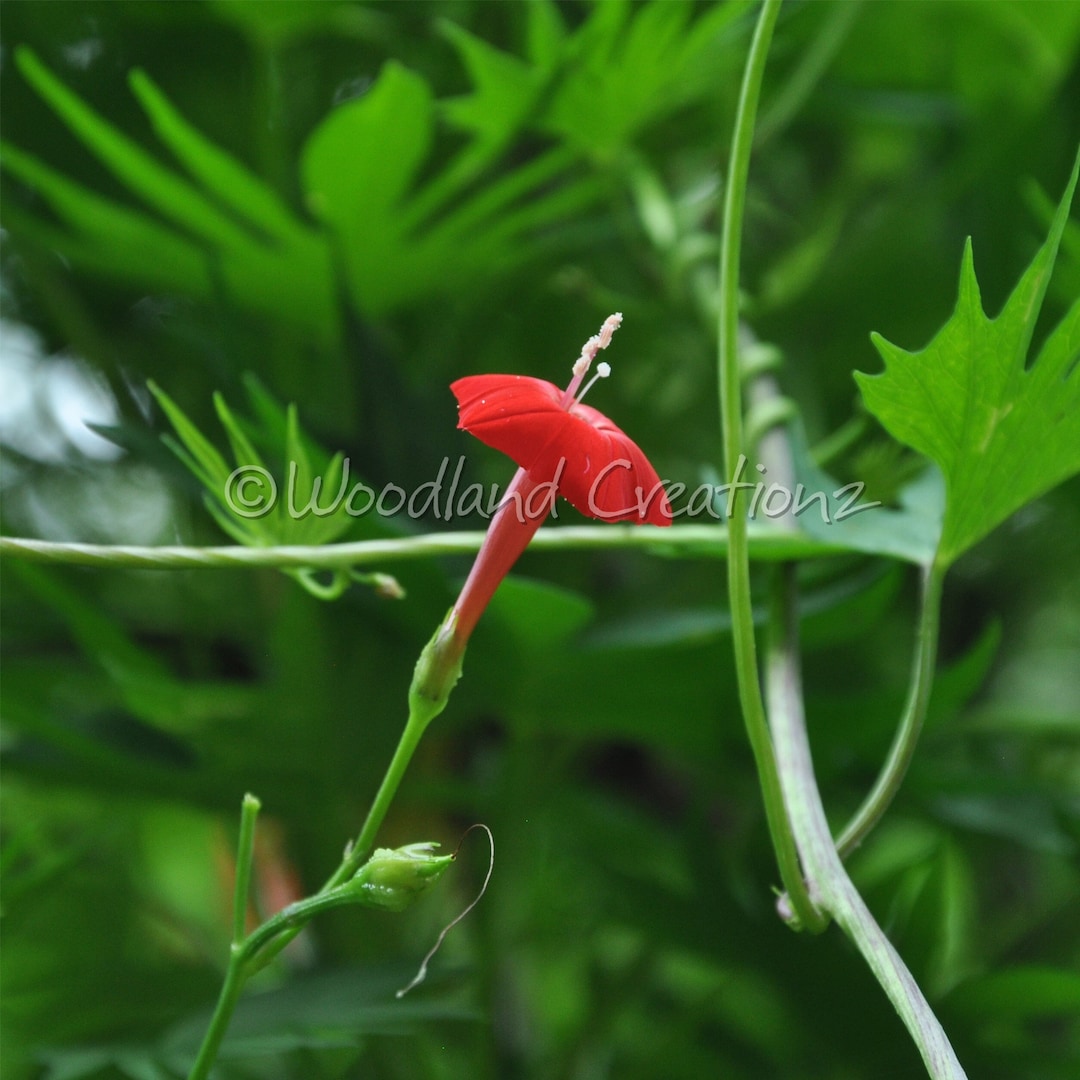 Red Cardinal Climber Seeds - 40+ Seeds - Hummingbird Vine - Red Flower ...