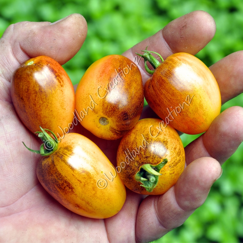 Atomic Sunset Tomato Seeds - Rare Cherry Tomato - Etsy