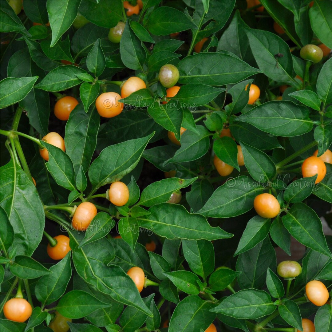 Peach Aji Charapita Pepper Seeds - Rare Tropical Hot Pepper - Etsy