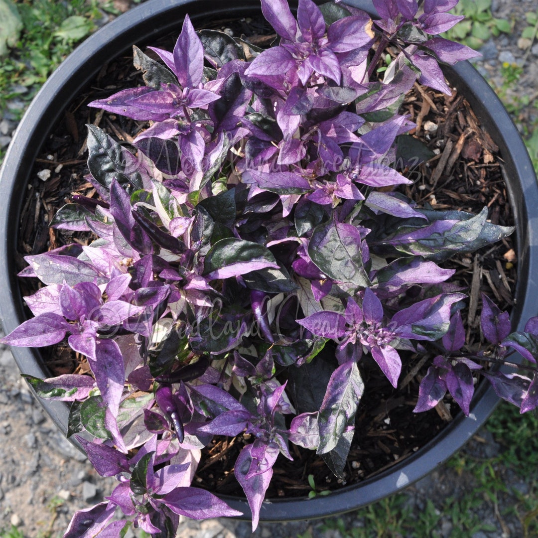 Dream Catcher Pepper Seeds - Micro Dwarf Pepper - Variegated Ornamental ...