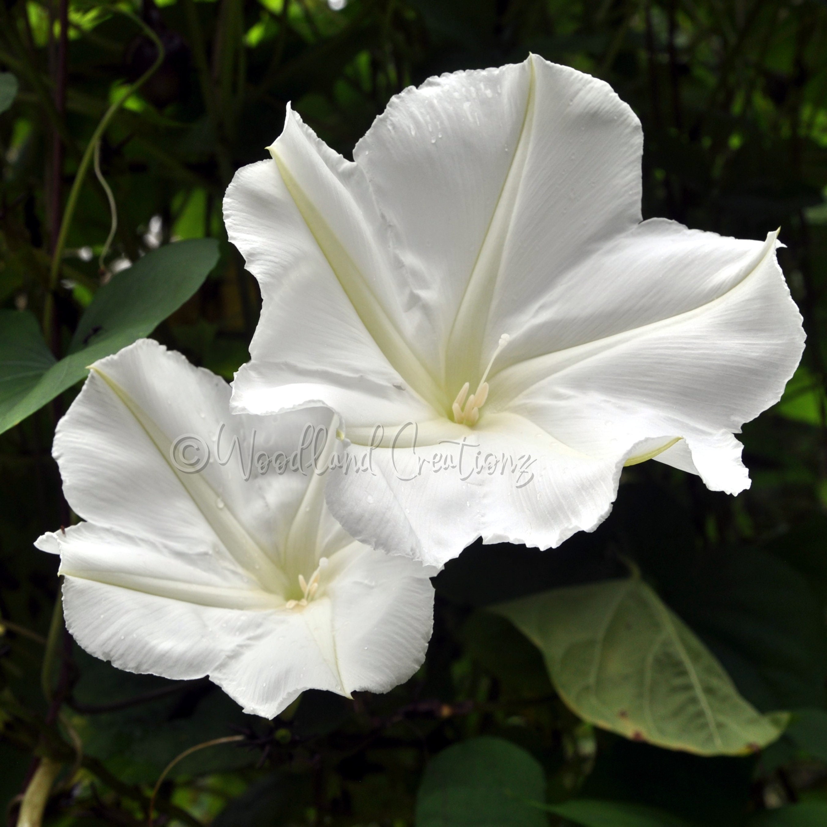 Moonflower Seeds (25+) - Fragrant Flowers - Night Flowering - Climbing ...