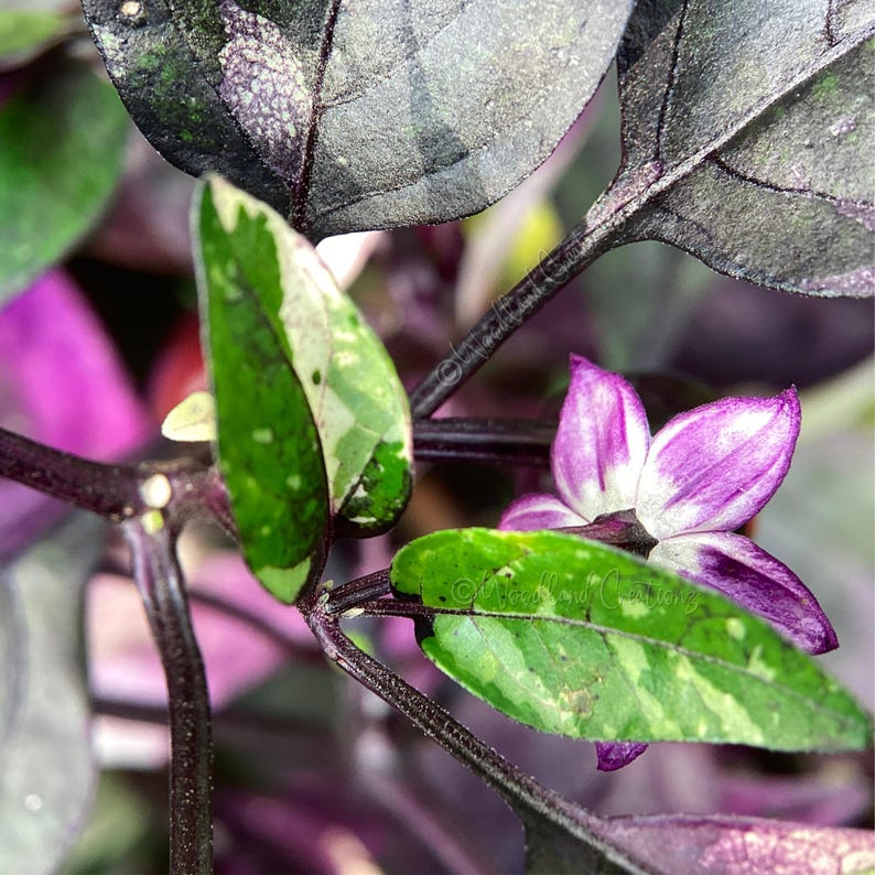 Cuban Candy Fish Pepper Seeds - Variegated Hot Chili - Etsy