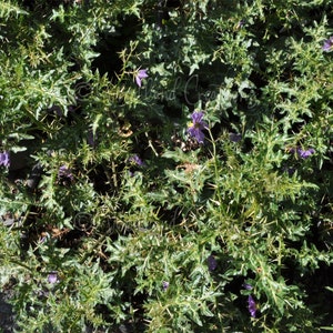 Kantakari Seeds - Medicinal Herb - Kandankathiri - Solanum Virginianum ...