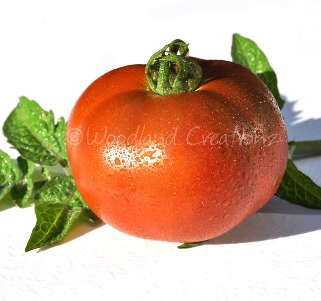 King Aramis Tomato Seeds - Dwarf Variety - Etsy