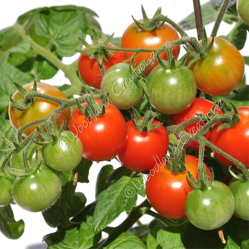 Pinocchio Tomato Seeds - Micro Dwarf Tomato - Red Cherrytomato ...