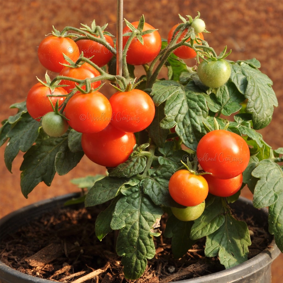 Lille Lise Tomato - Micro Dwarf Tomato Seeds - Small Tomato Plant - Etsy