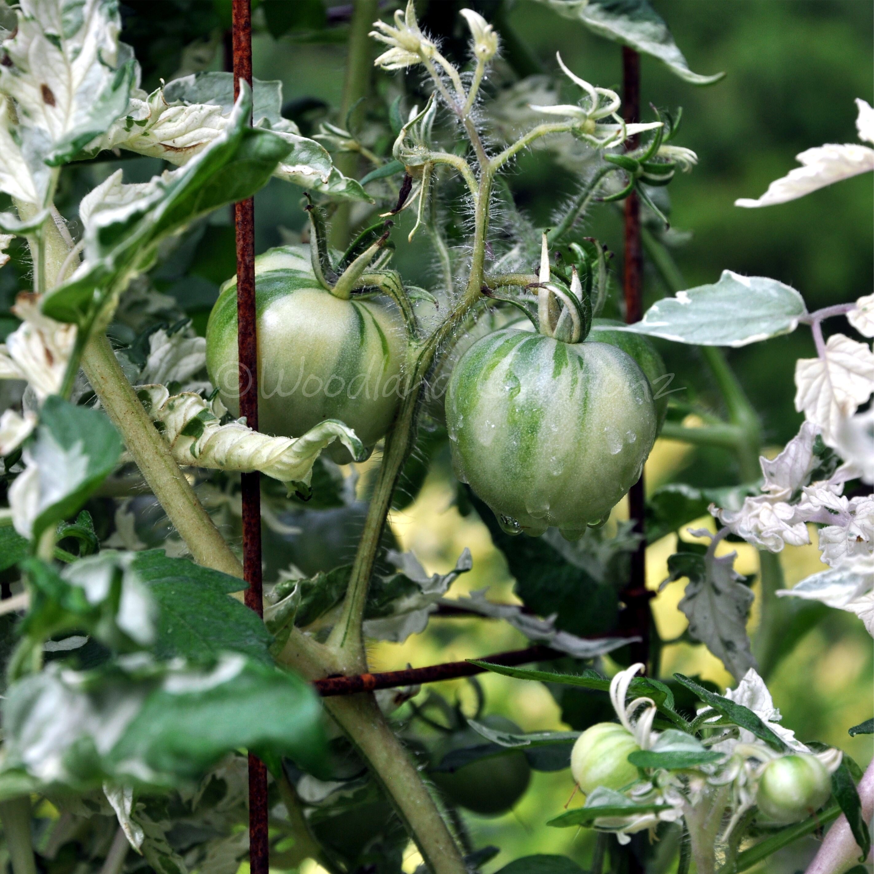 Splash of Cream Variegated Tomato Seeds Variegated Plant - Etsy