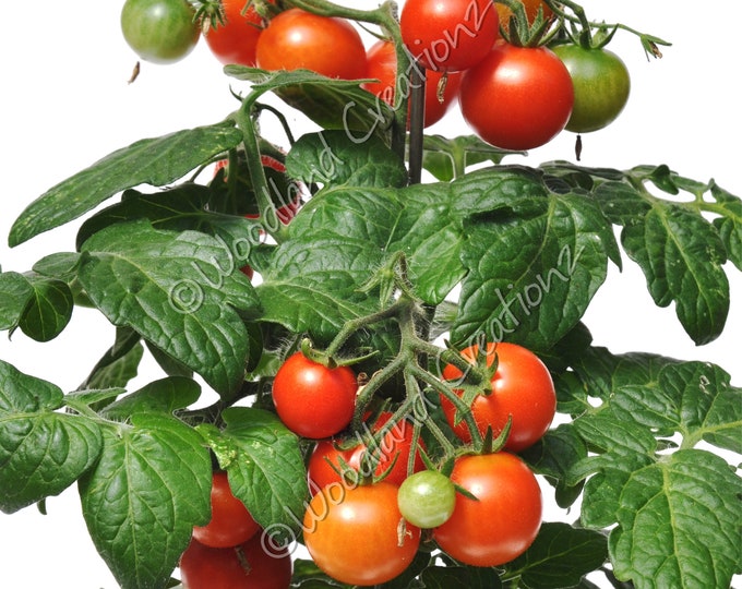 Red Robin Tomato Seeds Micro Dwarf Plants Organic Red Cherry Fruit ...
