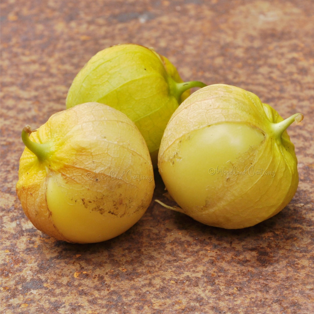 Koroljok Tomatillo - Physalis Ixocarpa - Yellow Tomatillo - Tomatillo ...