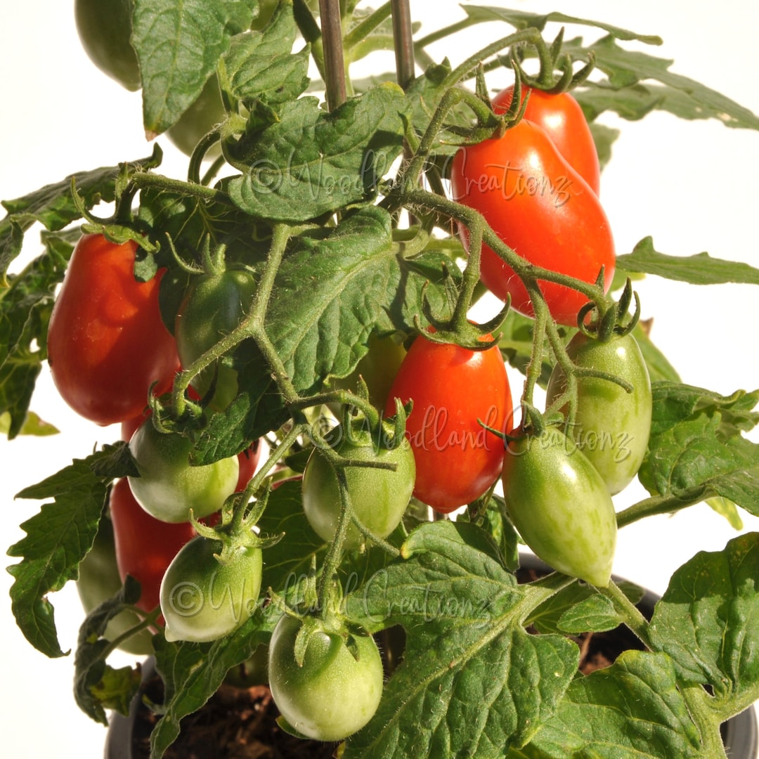 Laura Micro Dwarf Tomato - Micro Dwarf Tomato Seeds - Micro Dwarf Plants - Sweet Red Tomatoes - Etsy
