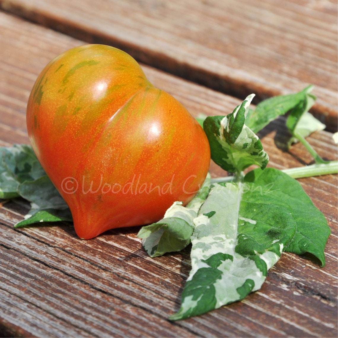 Painted Lady Tomato Seeds Variegated Tomato Seeds Heirloom - Etsy
