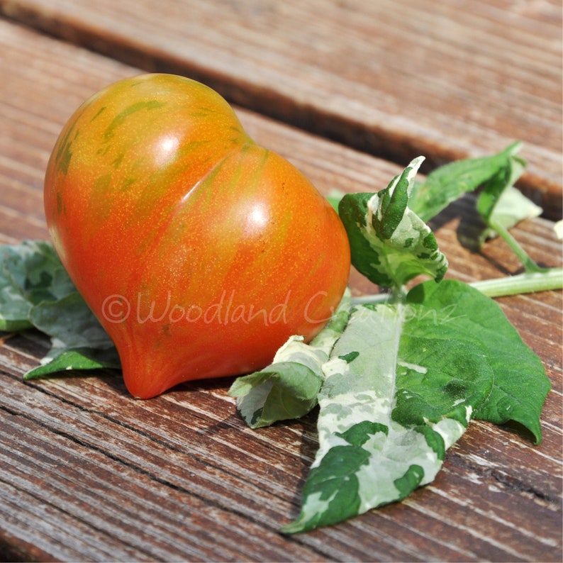 Painted Lady Tomato Seeds Variegated Tomato Seeds Heirloom - Etsy