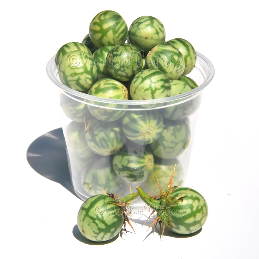 Kantakari Seeds Medicinal Herb Kandankathiri Solanum - Etsy