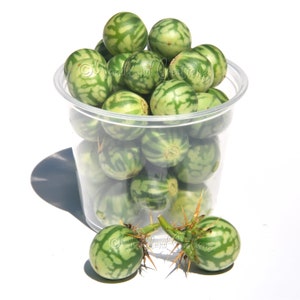 Kantakari Seeds - Medicinal Herb - Kandankathiri - Solanum Virginianum ...