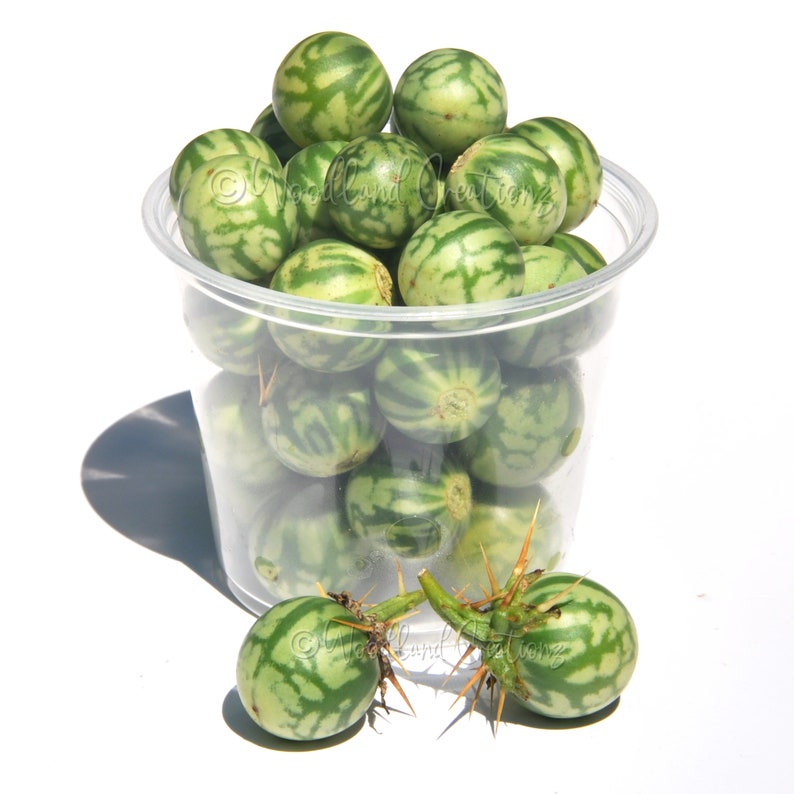 Kantakari Seeds - Medicinal Herb - Kandankathiri - Solanum Virginianum ...