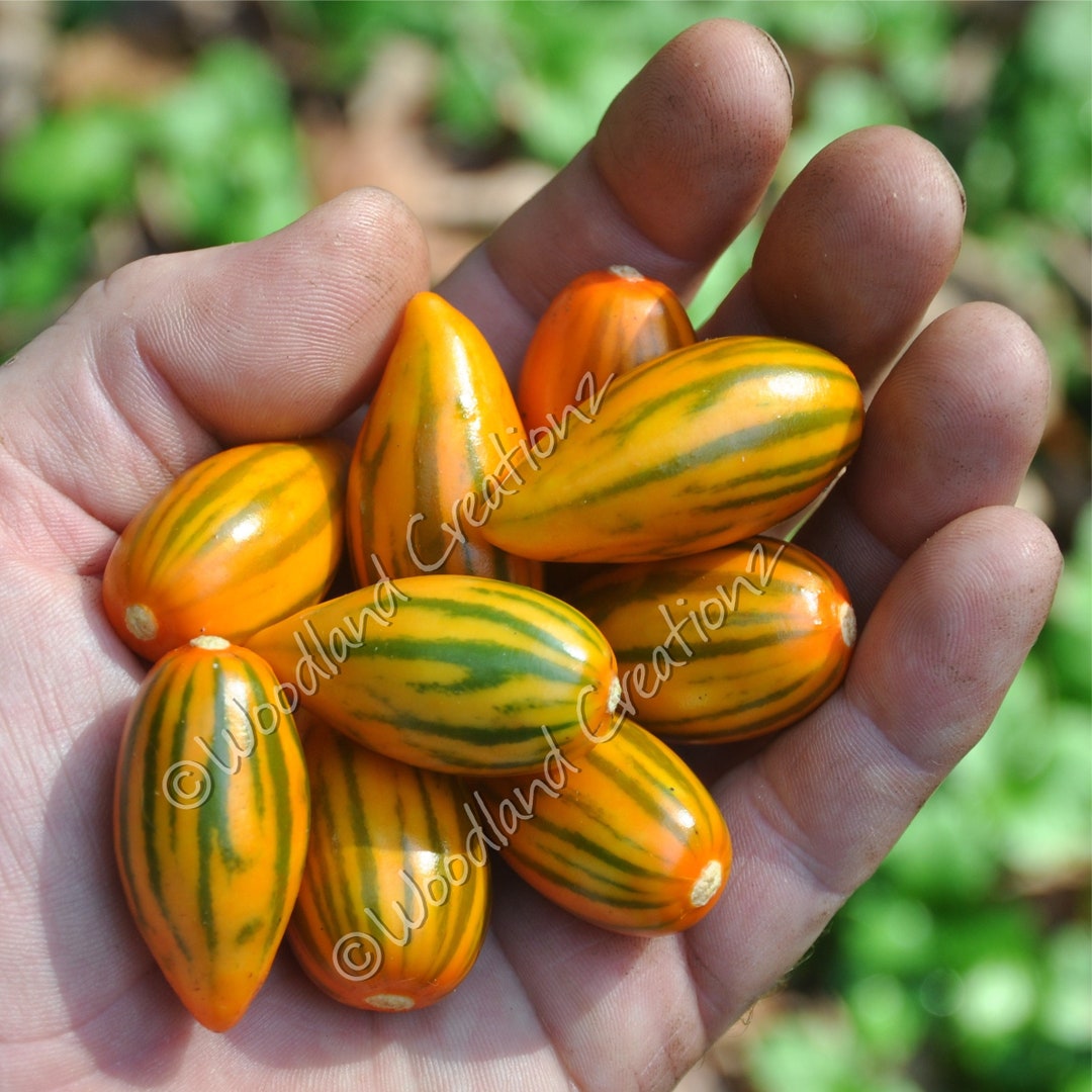 Toga Eggplant Seeds - Rare Edible Fruits - Etsy