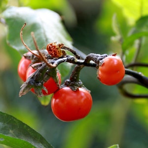 Cannibal Tomato - Poroporo - Solanum Uporo - Solanum Viride - Boro Dina ...