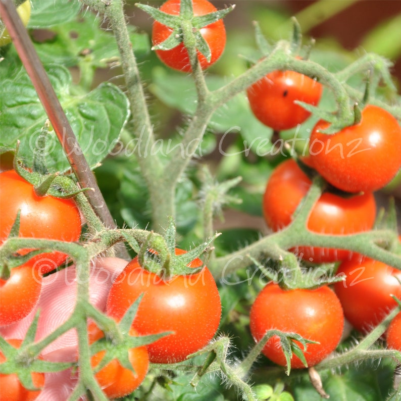 Micro Tom Tomato Seeds: World's Smallest Dwarf Tomato Plant - Etsy